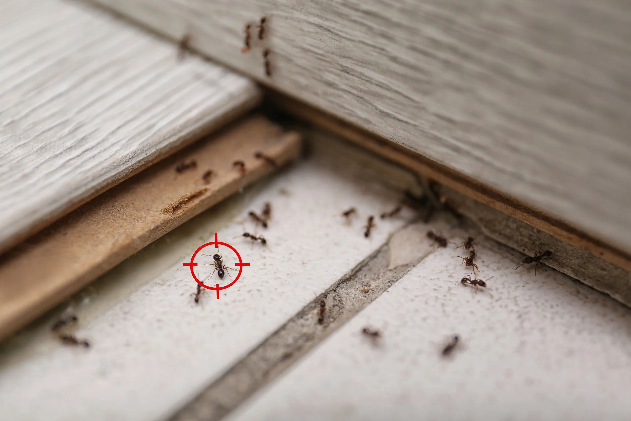 BuzzKill Pest Control | HOA & Condo Pest Control in Massachusetts